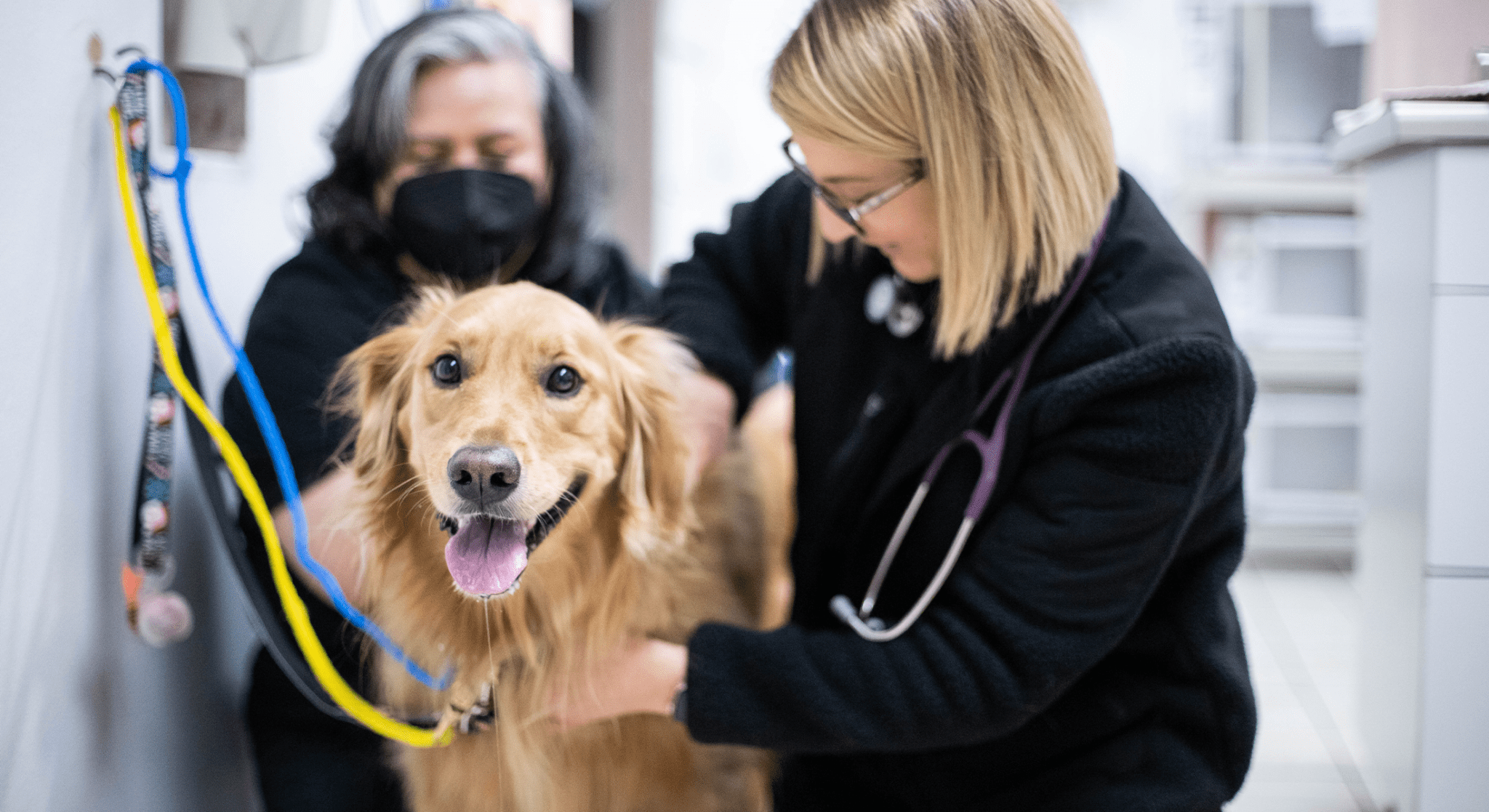 Introducing PetDesk Scribe